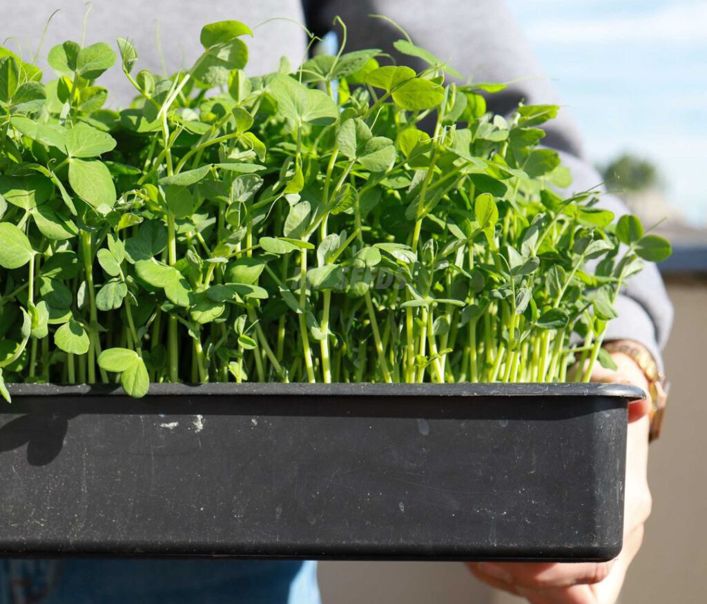 The Most Popular Microgreens in 2025 – Overview - MajestyGarden.com